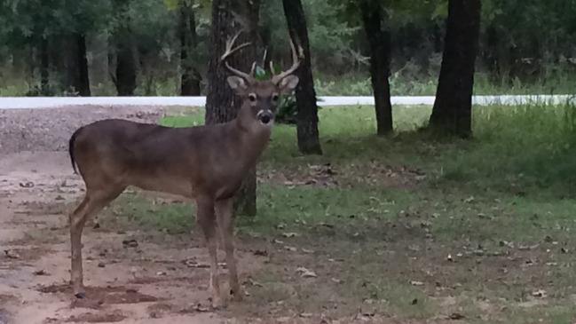 City of Stagecoach | Stagecoach, TX