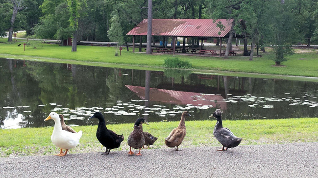 City of Stagecoach | Stagecoach, TX
