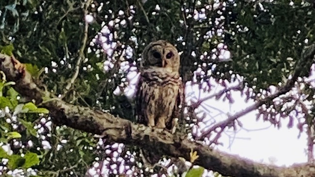 City of Stagecoach | Stagecoach, TX