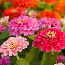 Home [saintalphonsusph.org]